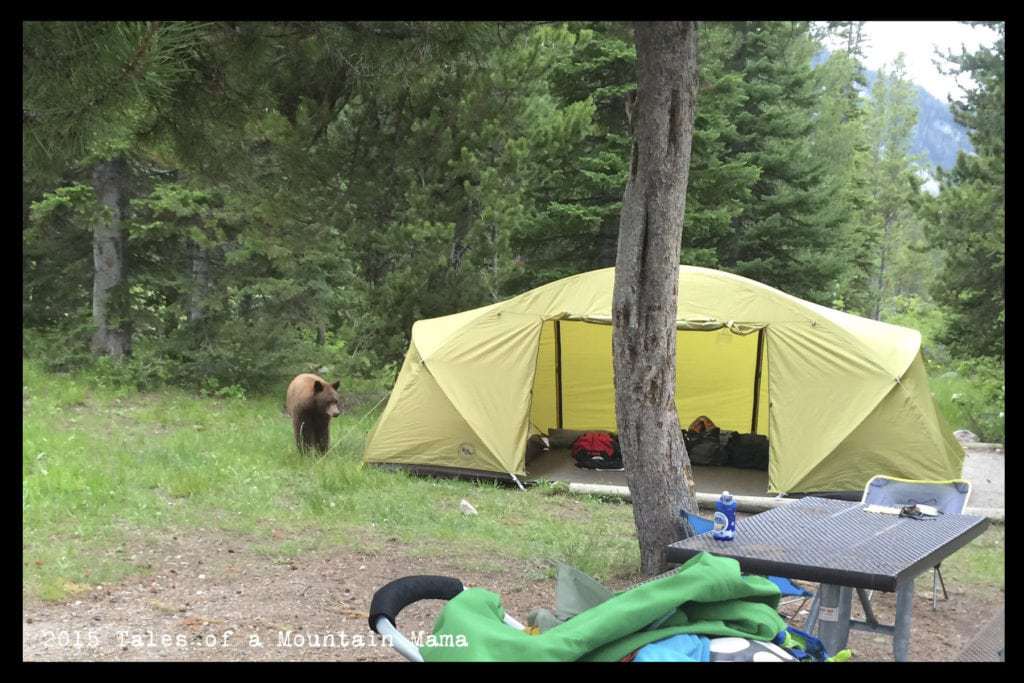 When a Bear Wanders into Camp + Leave No Trace Tips - Tales of a ...