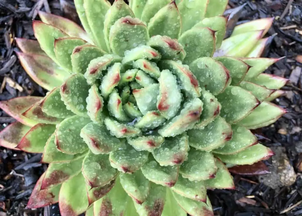 Wild Math - An Outdoor Curriculum Guide - Tales of a Mountain Mama