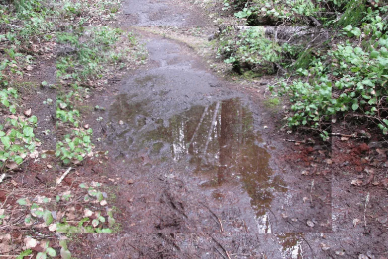 7 Hidden Features to Point Out to Kids on any Trail - Tales of a ...