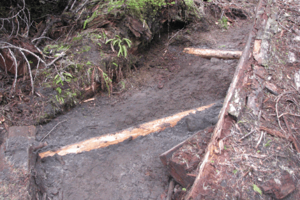 7 Hidden Features to Point Out to Kids on any Trail - Tales of a ...