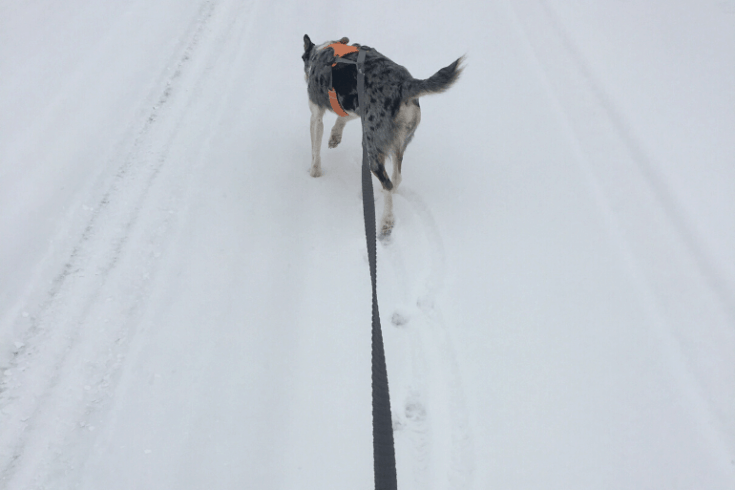 Learning Dog Joring + Ruffwear Omnijore System - Tales of a Mountain Mama