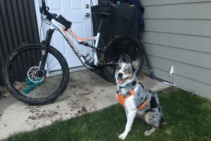 Learning Dog Joring + Ruffwear Omnijore System - Tales of a Mountain Mama