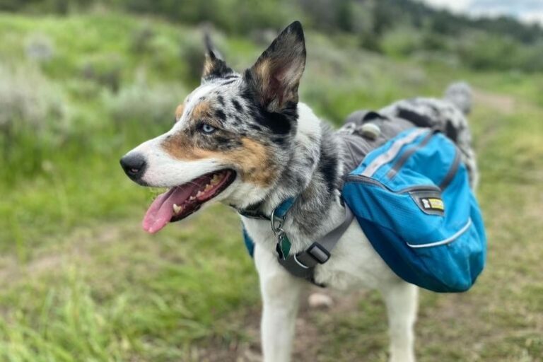 Backpacking with Dogs for Families - Tales of a Mountain Mama