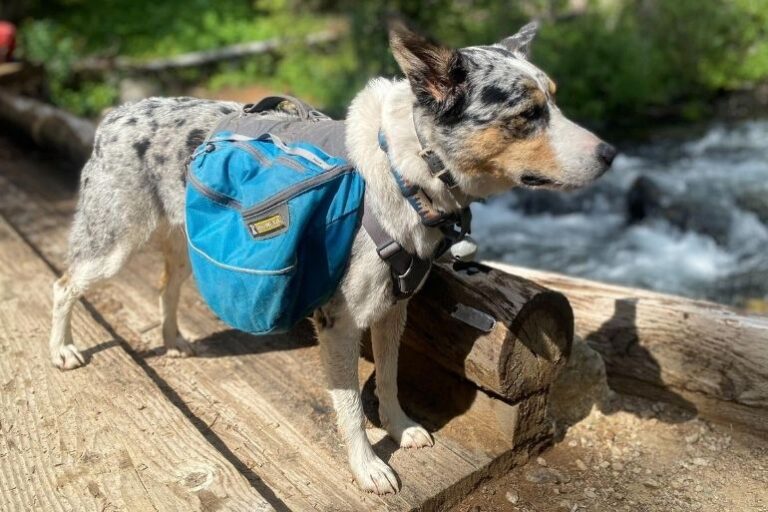 Backpacking with Dogs for Families - Tales of a Mountain Mama