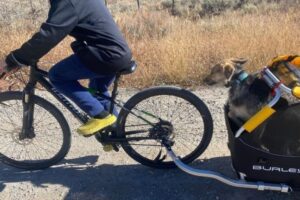 Burley Tail Wagon Review - Tales of a Mountain Mama