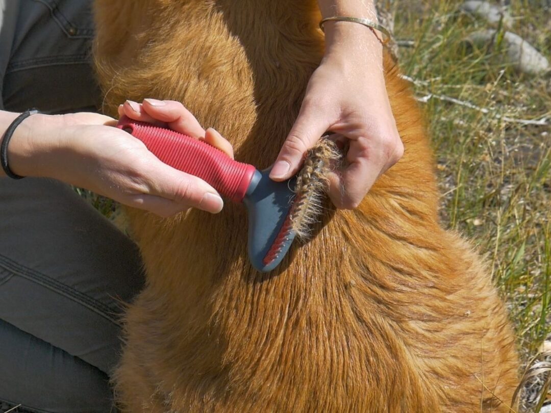 Play. Clean. Go. Recreation Tips - Tales of a Mountain Mama