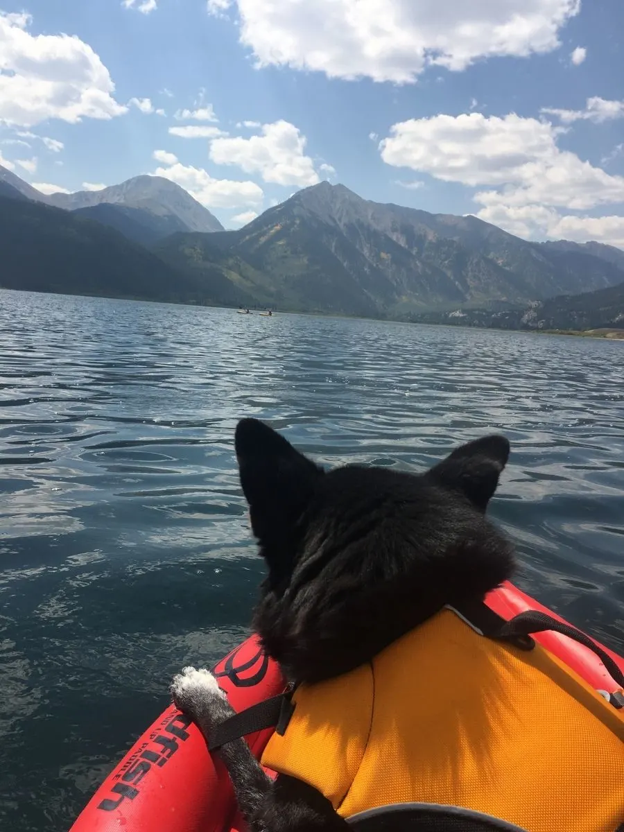 Paddle Board with Your Dog - Tales of a Mountain Mama