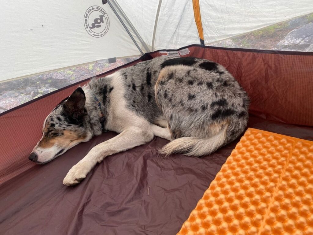 Best Tents for Camping with Dogs - Tales of a Mountain Mama