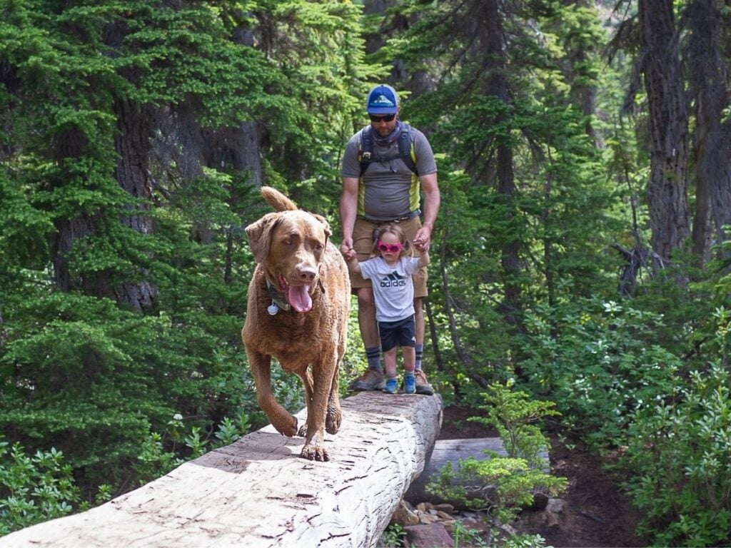 Best Tents for Camping with Dogs - Tales of a Mountain Mama
