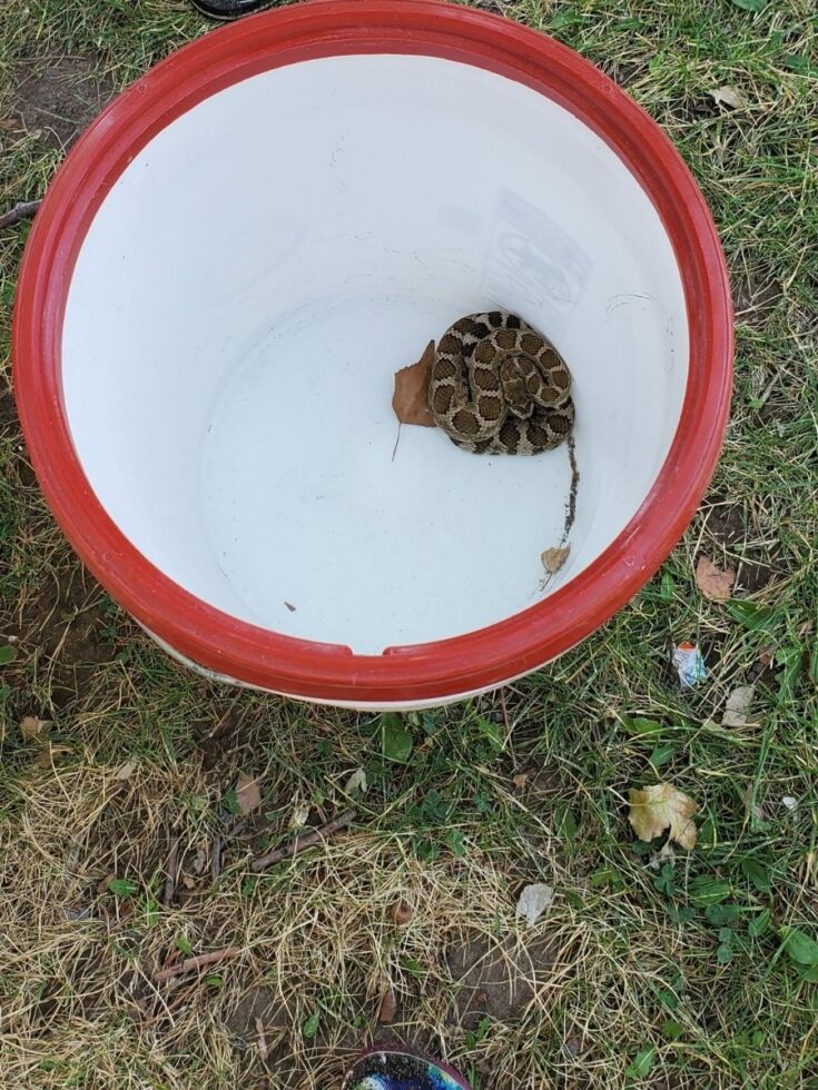 How to Avoid Snakes While Hiking - Tales of a Mountain Mama