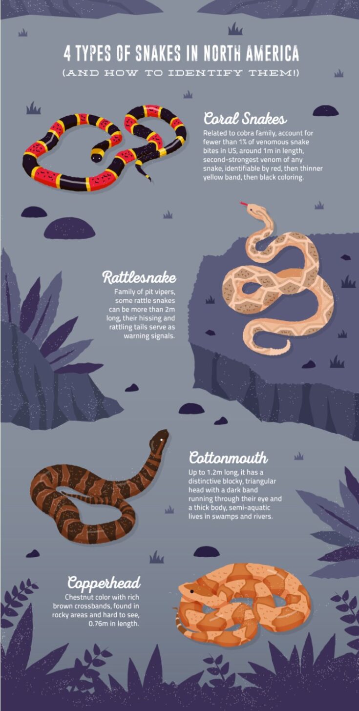 How to Avoid Snakes While Hiking - Tales of a Mountain Mama