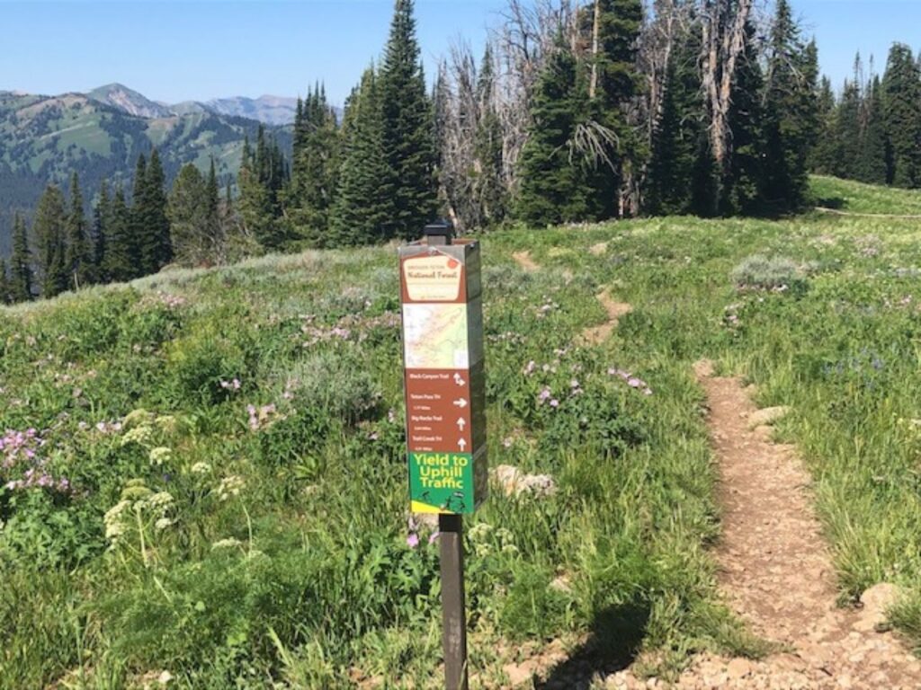 Best Family Hikes in Jackson Hole - Tales of a Mountain Mama