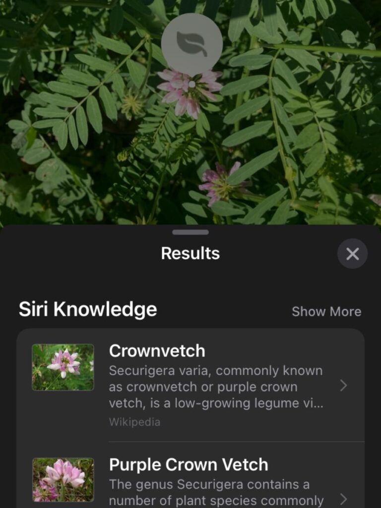 How to Make Your Own Field Guide with Kids! - Tales of a Mountain Mama