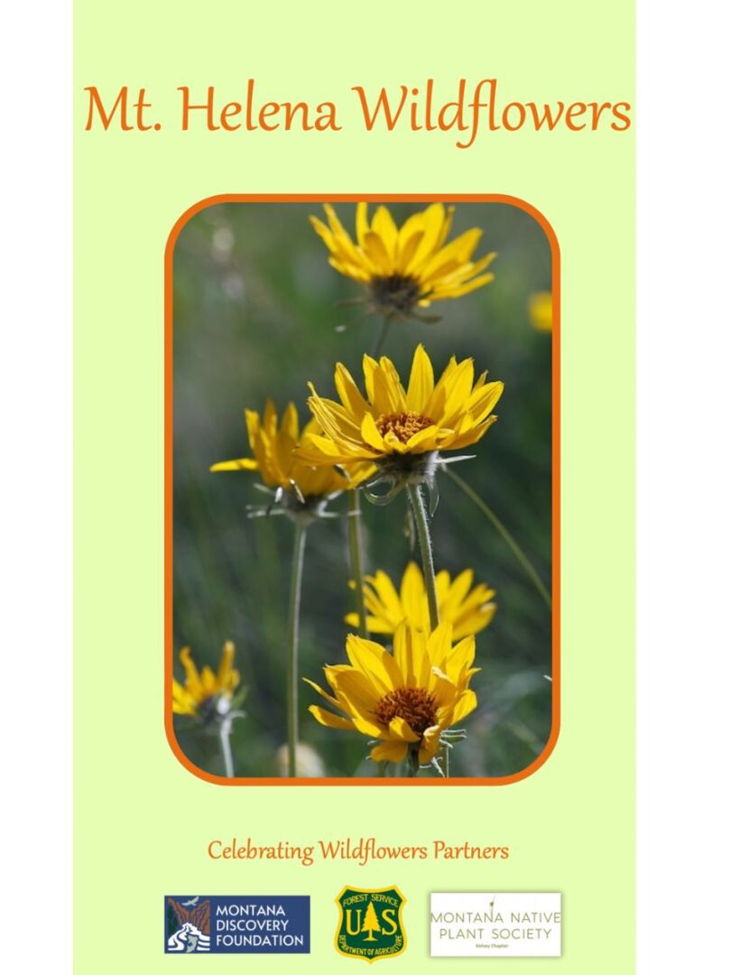 How to Make Your Own Field Guide with Kids! - Tales of a Mountain Mama