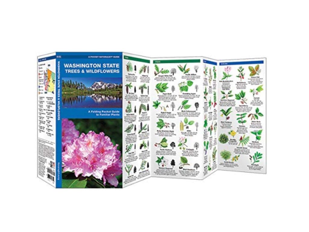 How to Make Your Own Field Guide with Kids! - Tales of a Mountain Mama