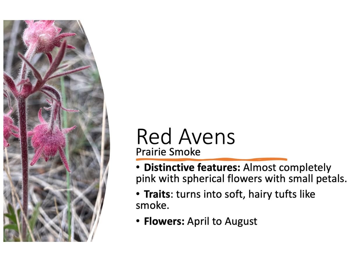 How to Make Your Own Field Guide with Kids! - Tales of a Mountain Mama