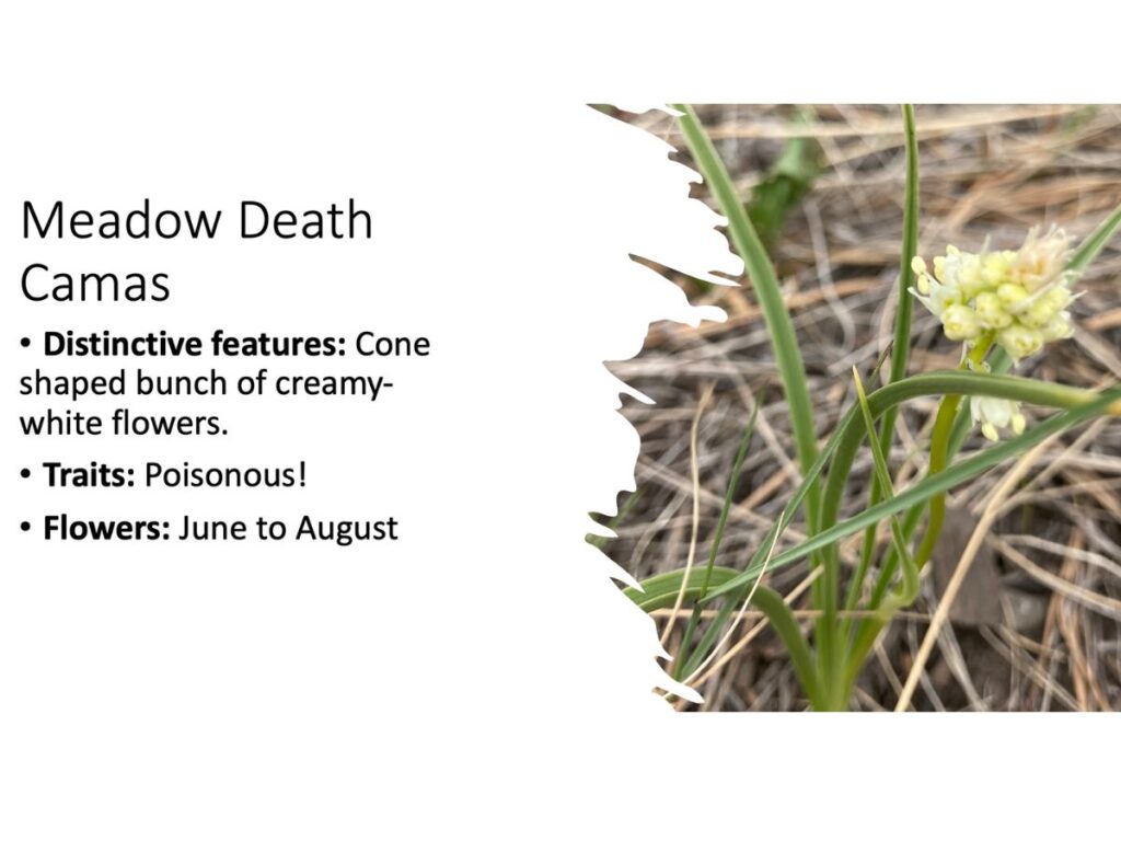 How to Make Your Own Field Guide with Kids! - Tales of a Mountain Mama