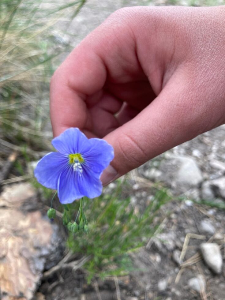 How to Make Your Own Field Guide with Kids! - Tales of a Mountain Mama