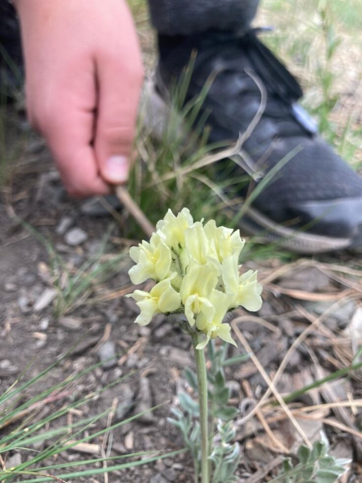 How to Make Your Own Field Guide with Kids! - Tales of a Mountain Mama