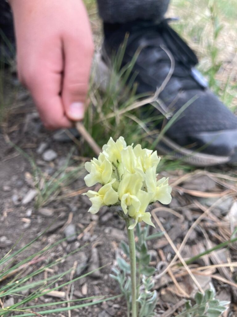 How to Make Your Own Field Guide with Kids! - Tales of a Mountain Mama