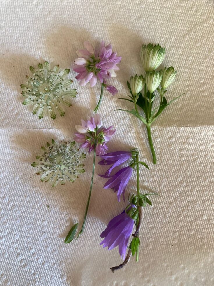 How to Make Your Own Field Guide with Kids! - Tales of a Mountain Mama