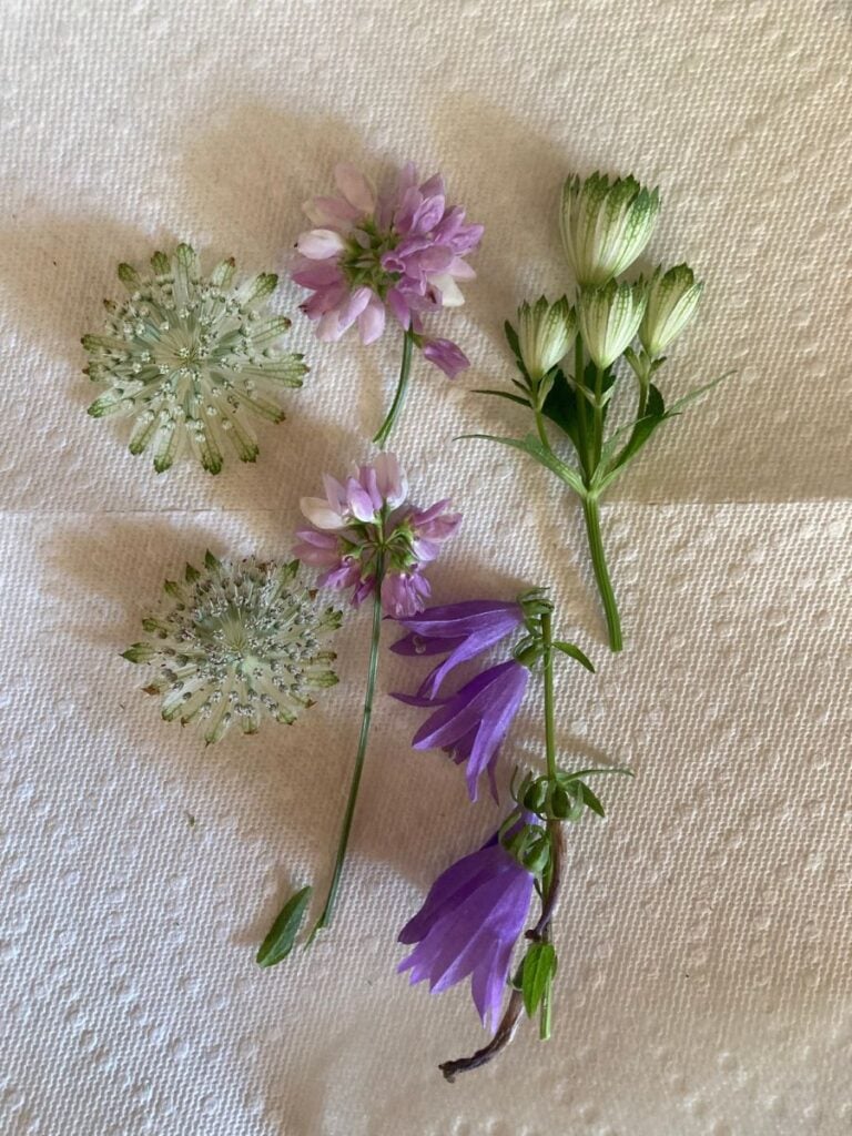 How to Make Your Own Field Guide with Kids! - Tales of a Mountain Mama