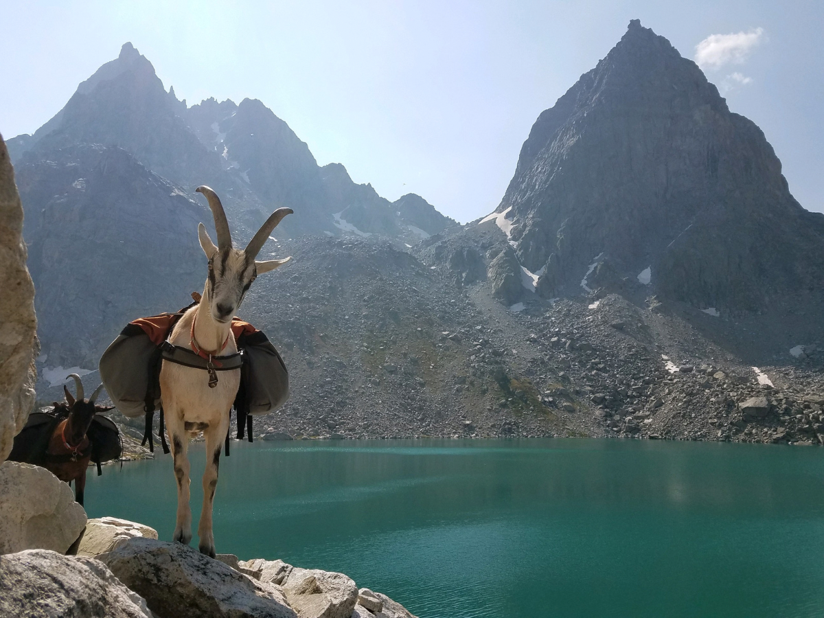 Pack Goats - Tales of a Mountain Mama