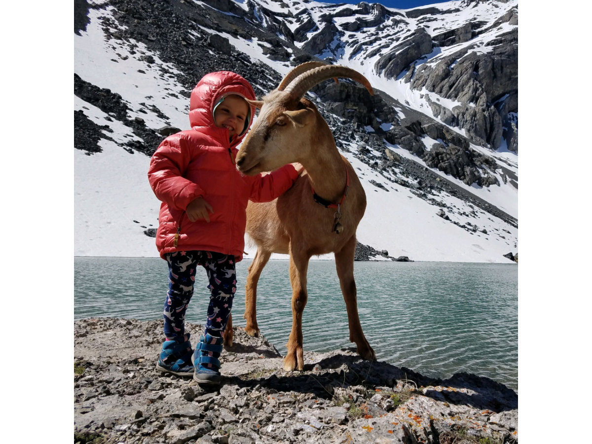 Pack Goats - Tales of a Mountain Mama