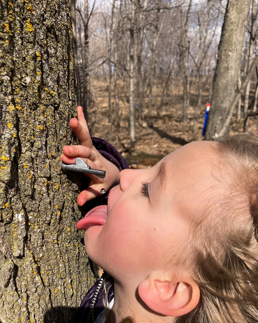 Maple Syrup Harvesting - Tales of a Mountain Mama