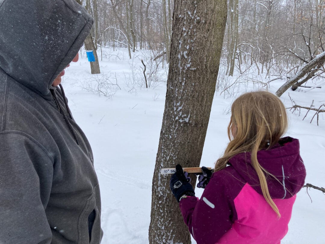 Maple Syrup Harvesting - Tales of a Mountain Mama