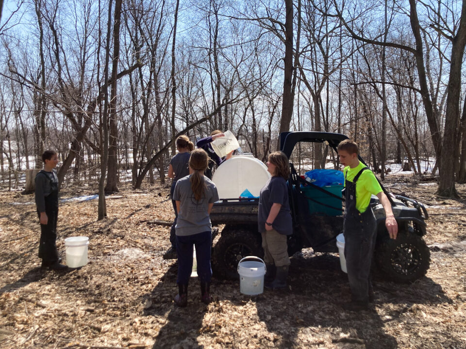Maple Syrup Harvesting - Tales of a Mountain Mama