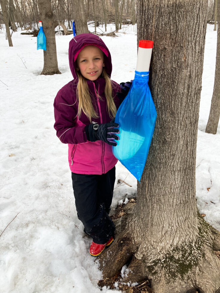 Maple Syrup Harvesting - Tales of a Mountain Mama